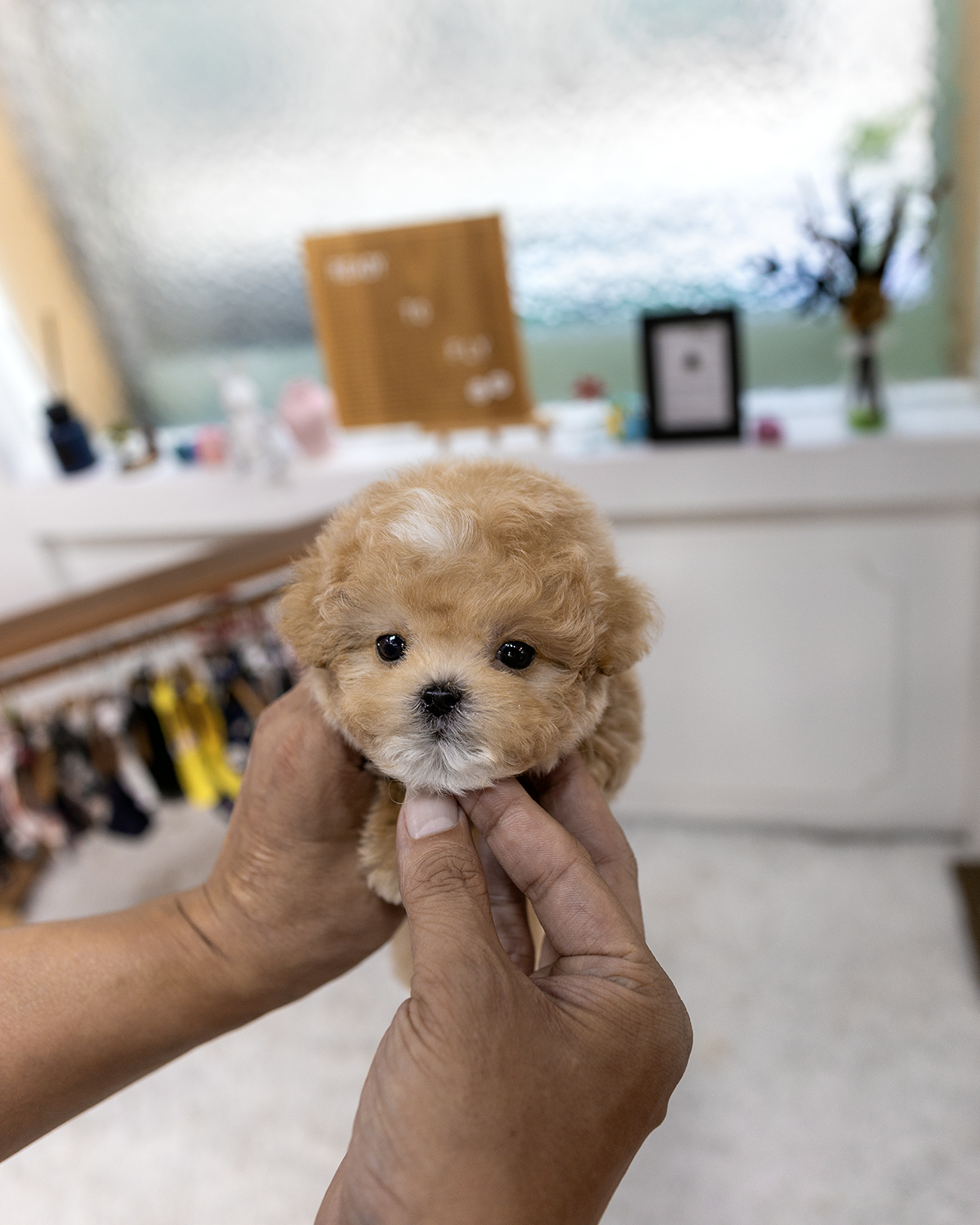 cheese(Male) – PPKingdomclub