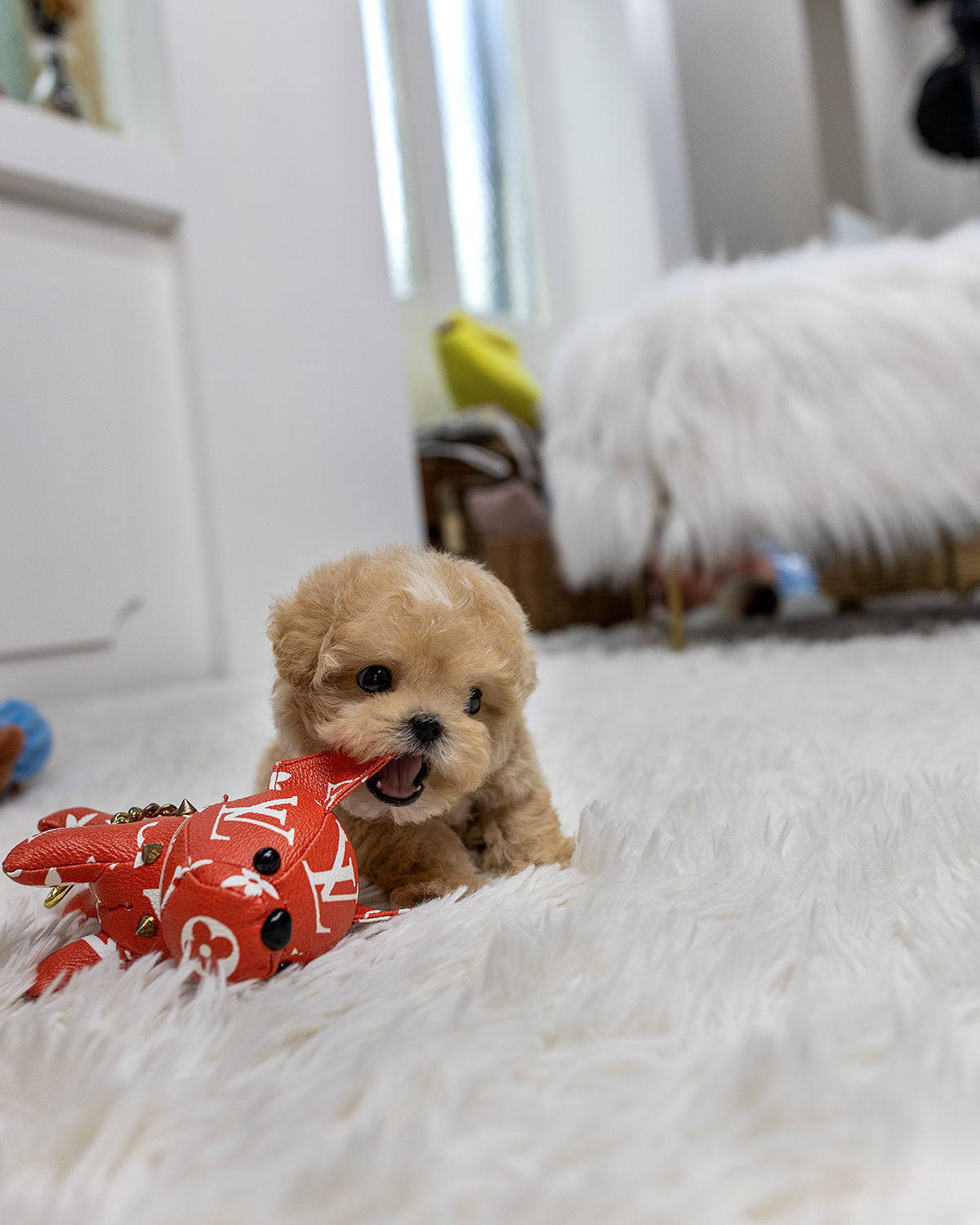 cheese(Male) – PPKingdomclub