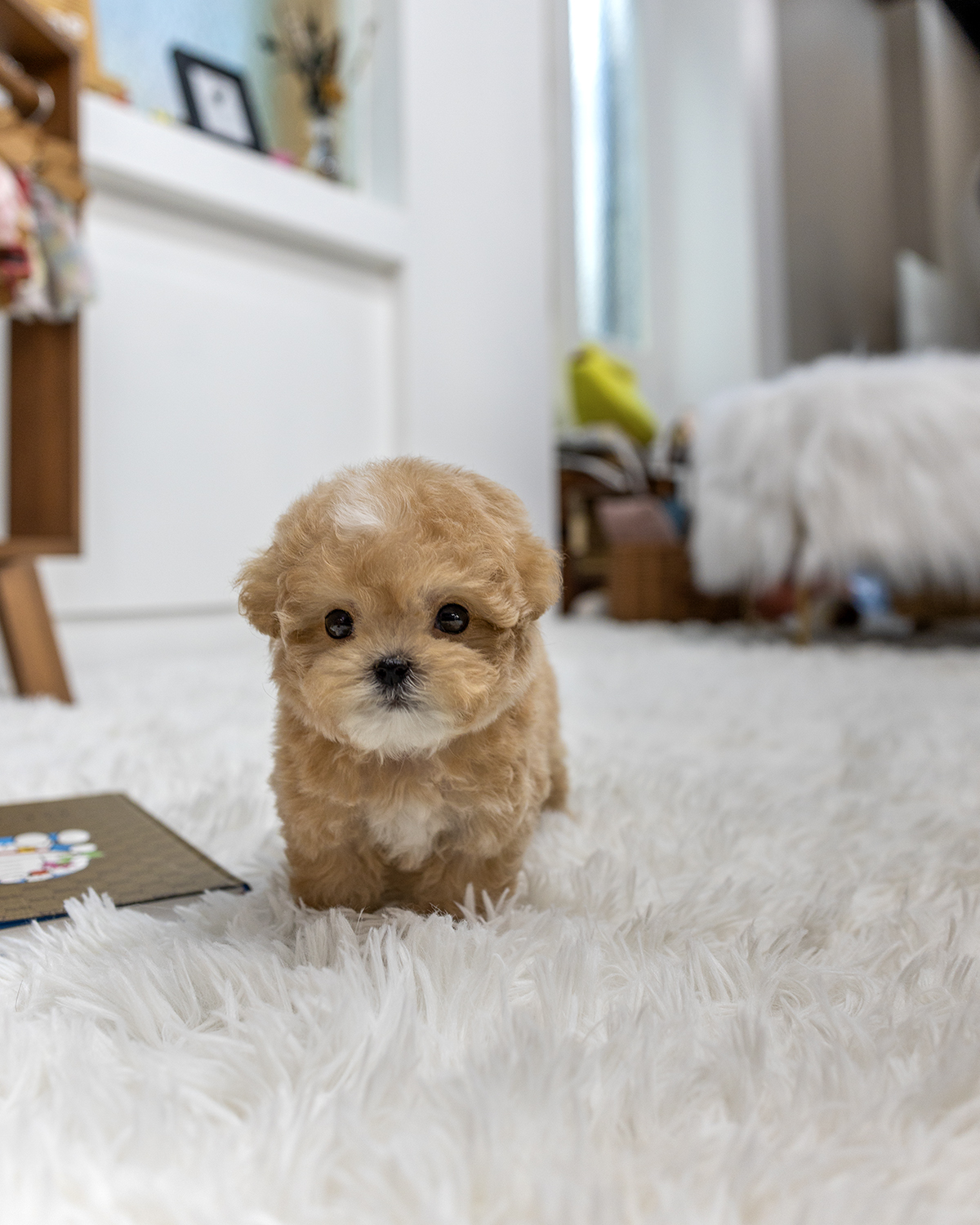 cheese(Male) – PPKingdomclub
