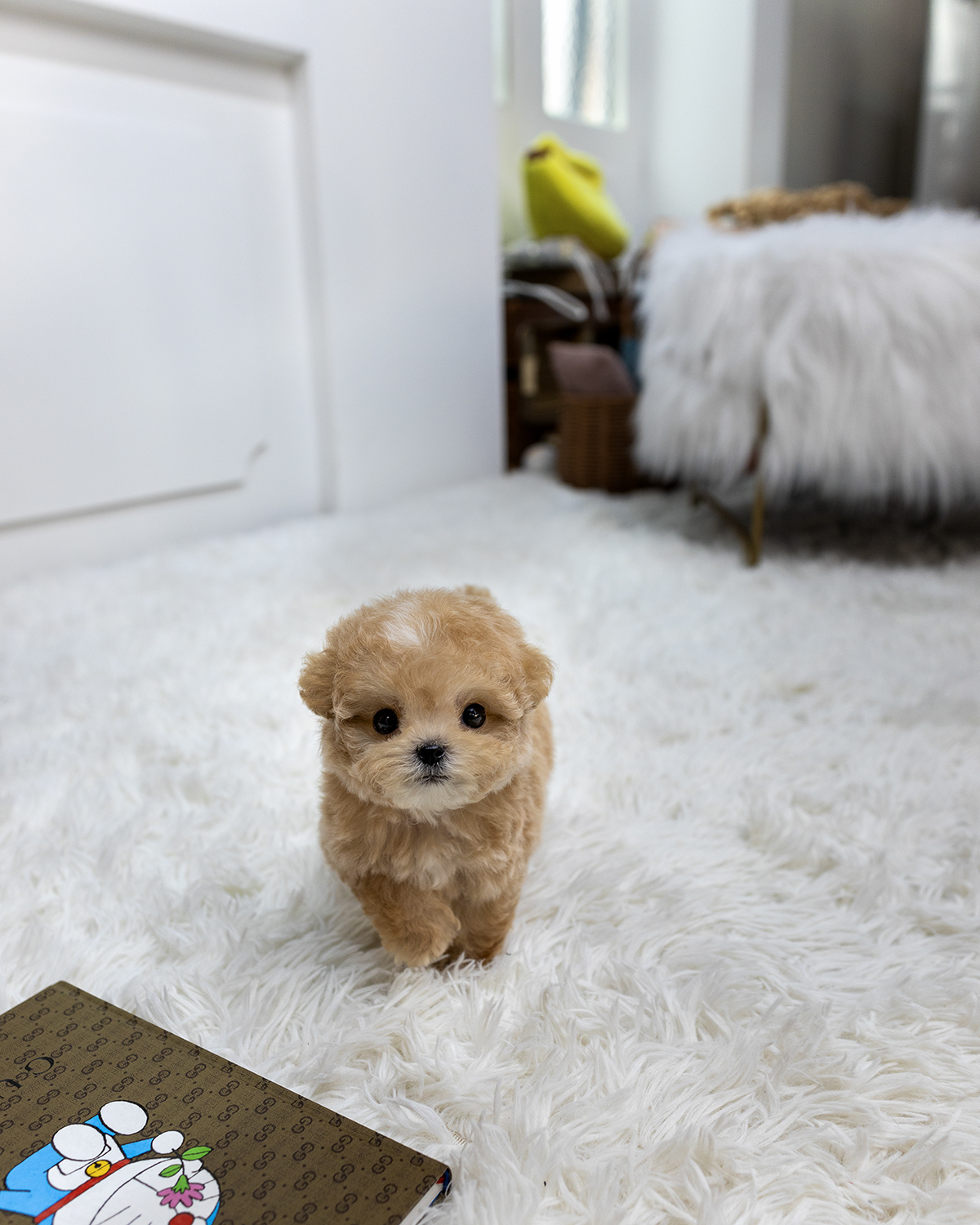 cheese(Male) – PPKingdomclub